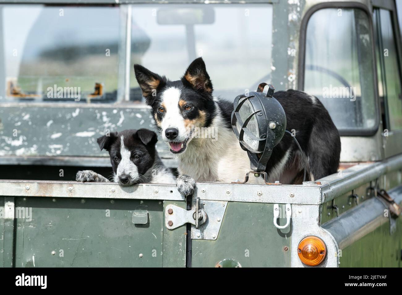 Working Sheepdog and Puppies Stock Photo - Alamy