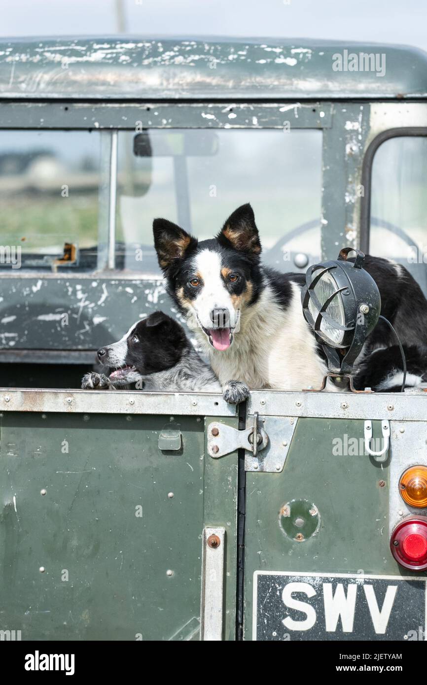Working Sheepdog and Puppies Stock Photo - Alamy