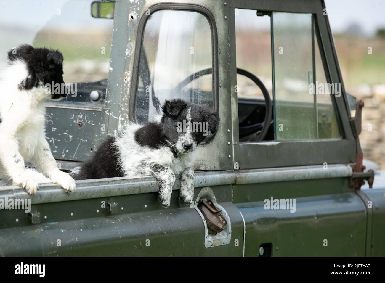 Working Sheepdog and Puppies Stock Photo - Alamy
