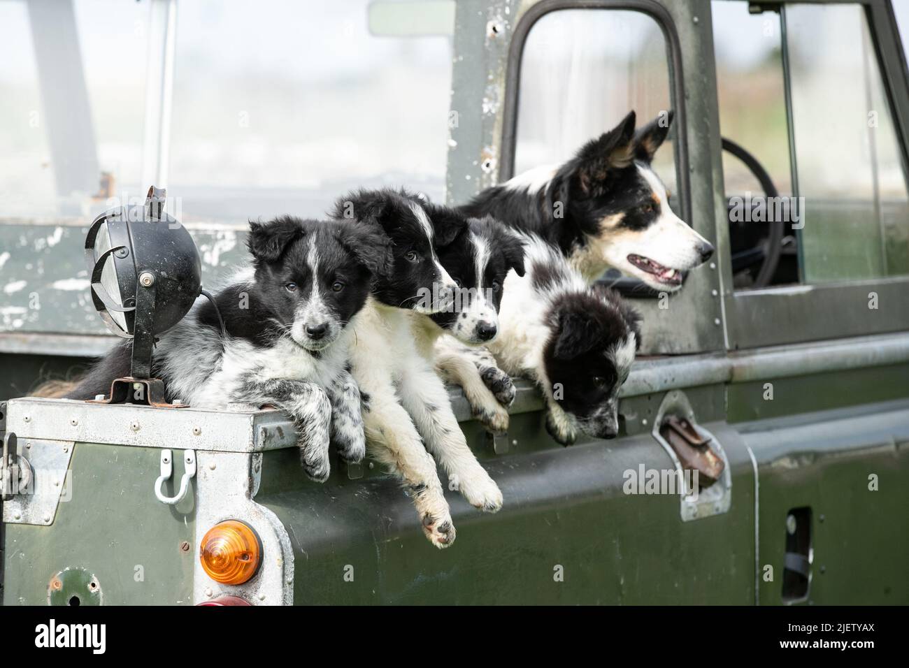 Working Sheepdog and Puppies Stock Photo - Alamy