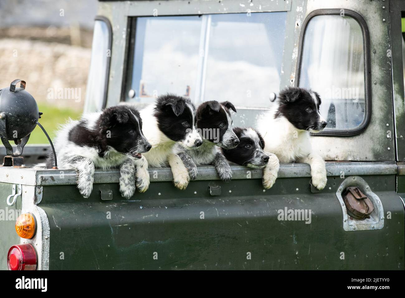 Working Sheepdog and Puppies Stock Photo - Alamy