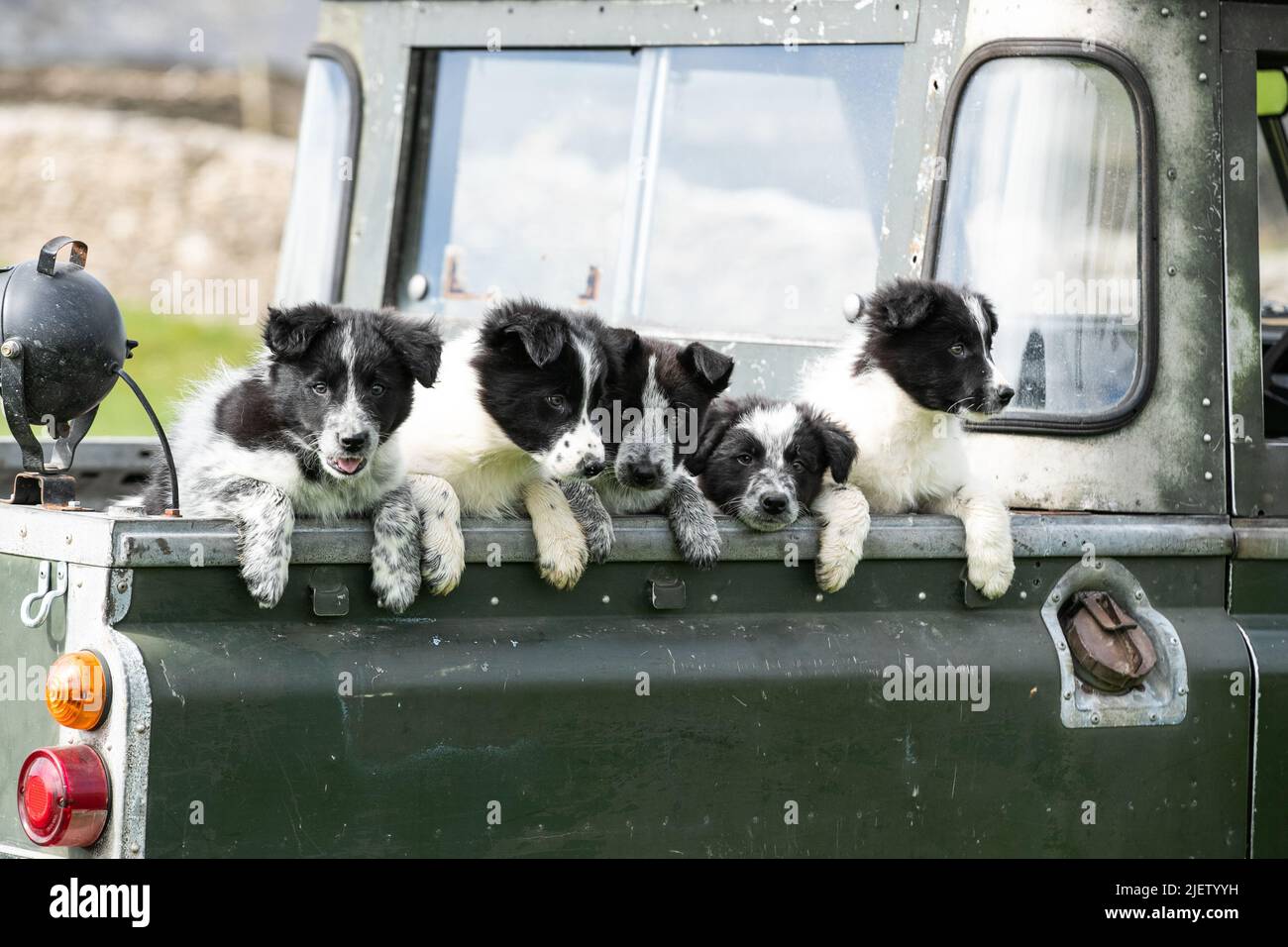Working Sheepdog and Puppies Stock Photo - Alamy