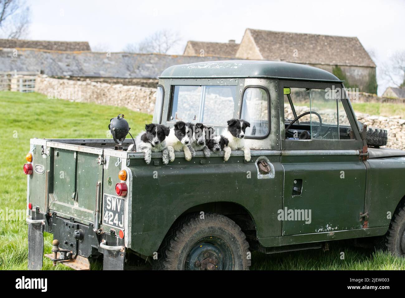 Working Sheepdog and Puppies Stock Photo - Alamy