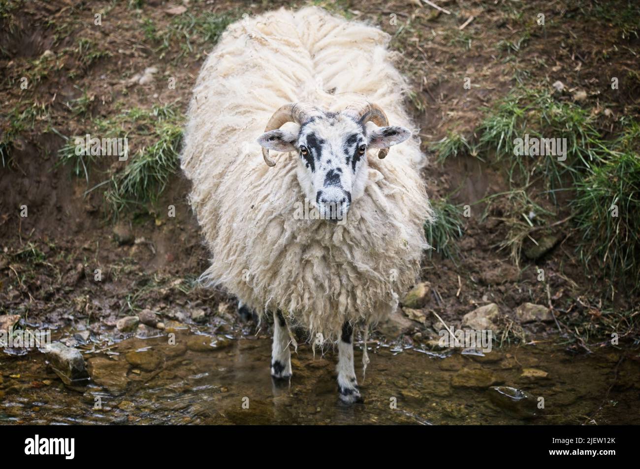 Male sheep hi-res stock photography and images - Alamy
