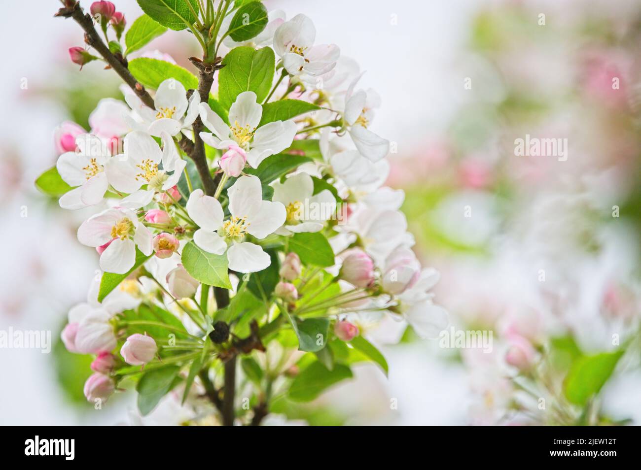 White cherry blossom (Prunus speciosa) branch and flowers, framed to ...