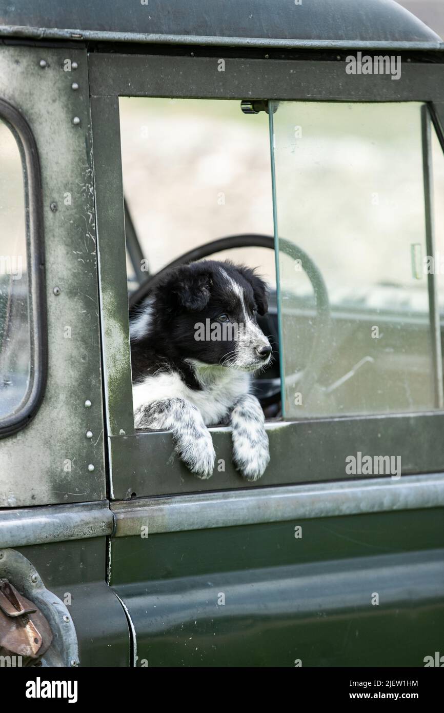 Working Sheepdog and Puppies Stock Photo - Alamy
