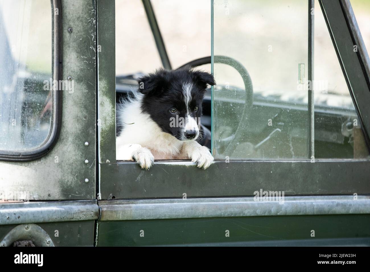 Working Sheepdog and Puppies Stock Photo - Alamy