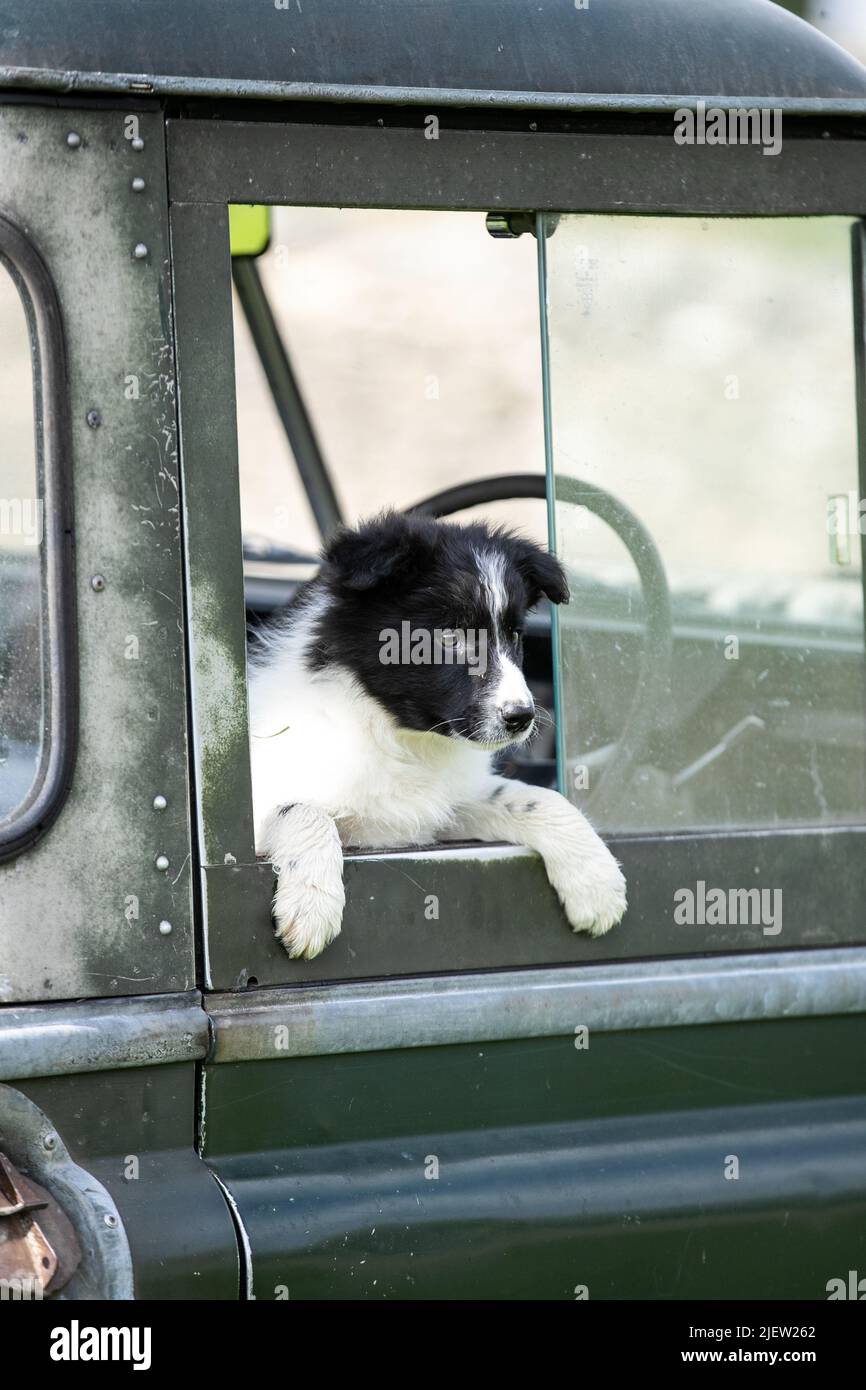 Working Sheepdog and Puppies Stock Photo - Alamy Working Sheepdog and Puppies Stock Photo - Alamy