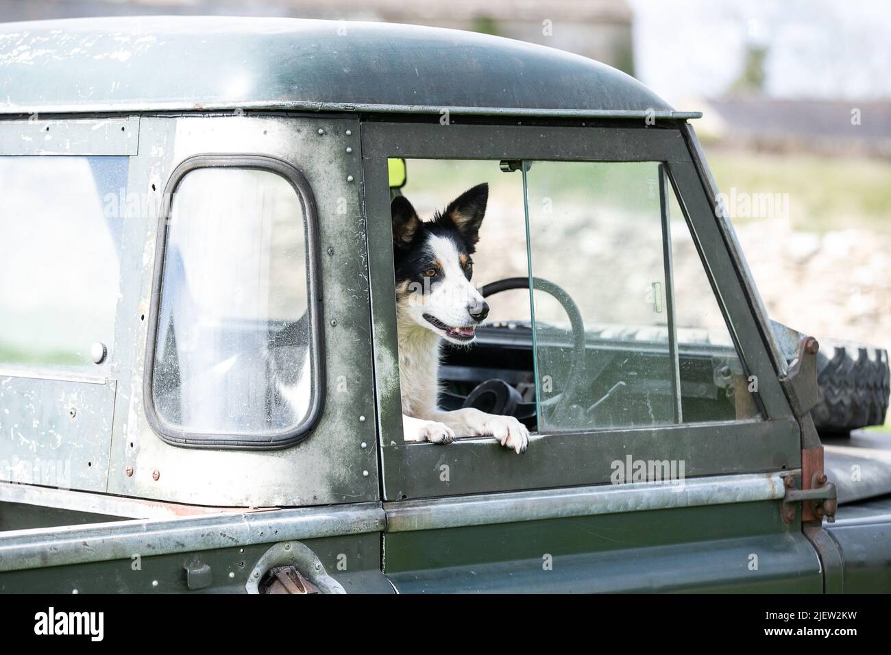 Working Sheepdog and Puppies Stock Photo - Alamy