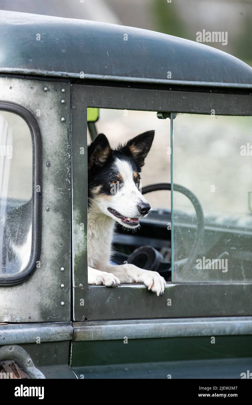 Working Sheepdog and Puppies Stock Photo - Alamy