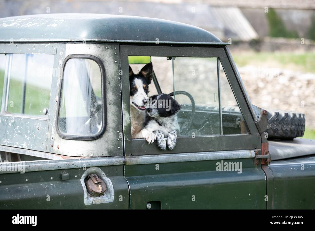 Working Sheepdog and Puppies Stock Photo - Alamy