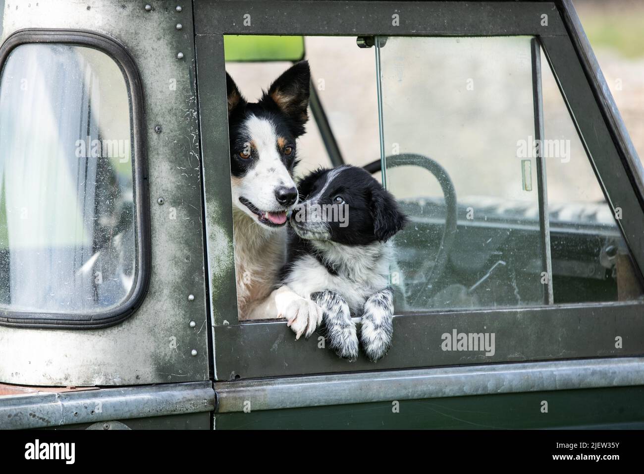 Working Sheepdog and Puppies Stock Photo - Alamy Working Sheepdog and Puppies Stock Photo - Alamy