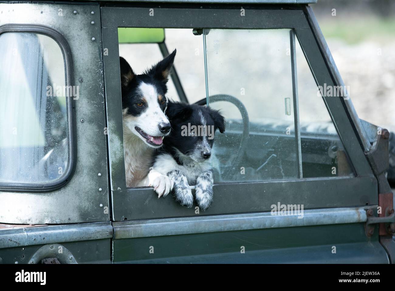 Working Sheepdog and Puppies Stock Photo - Alamy