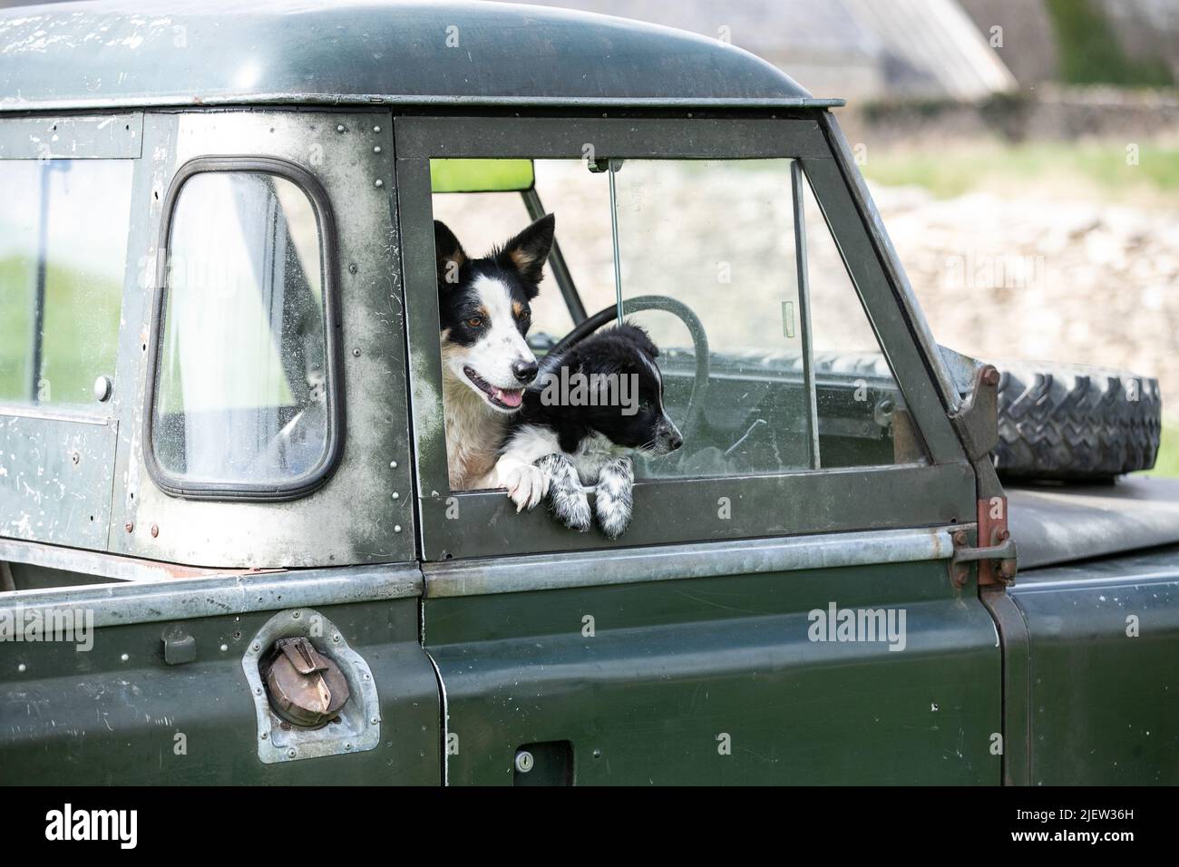 Working Sheepdog and Puppies Stock Photo - Alamy