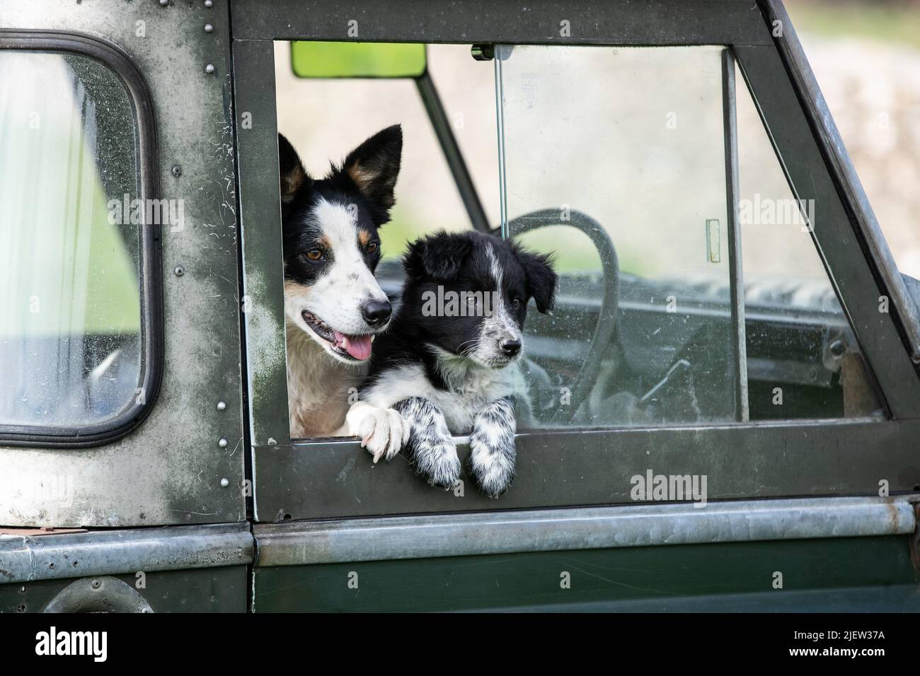 Working Sheepdog and Puppies Stock Photo - Alamy