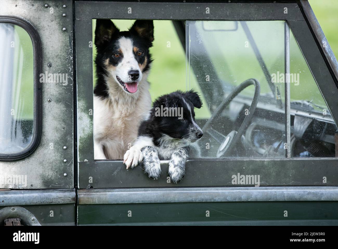 Working Sheepdog and Puppies Stock Photo - Alamy