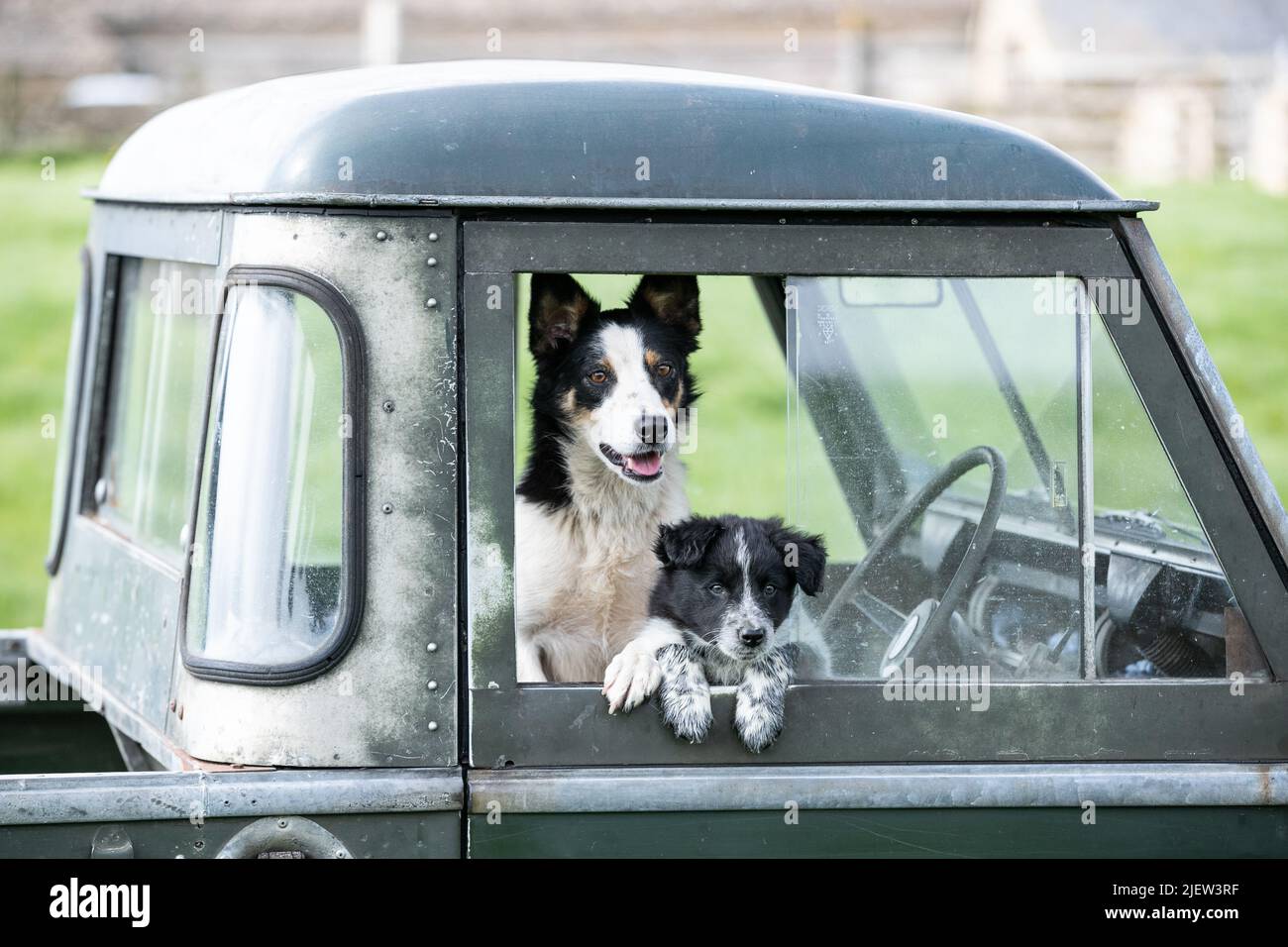 Working Sheepdog and Puppies Stock Photo - Alamy Working Sheepdog and Puppies Stock Photo - Alamy