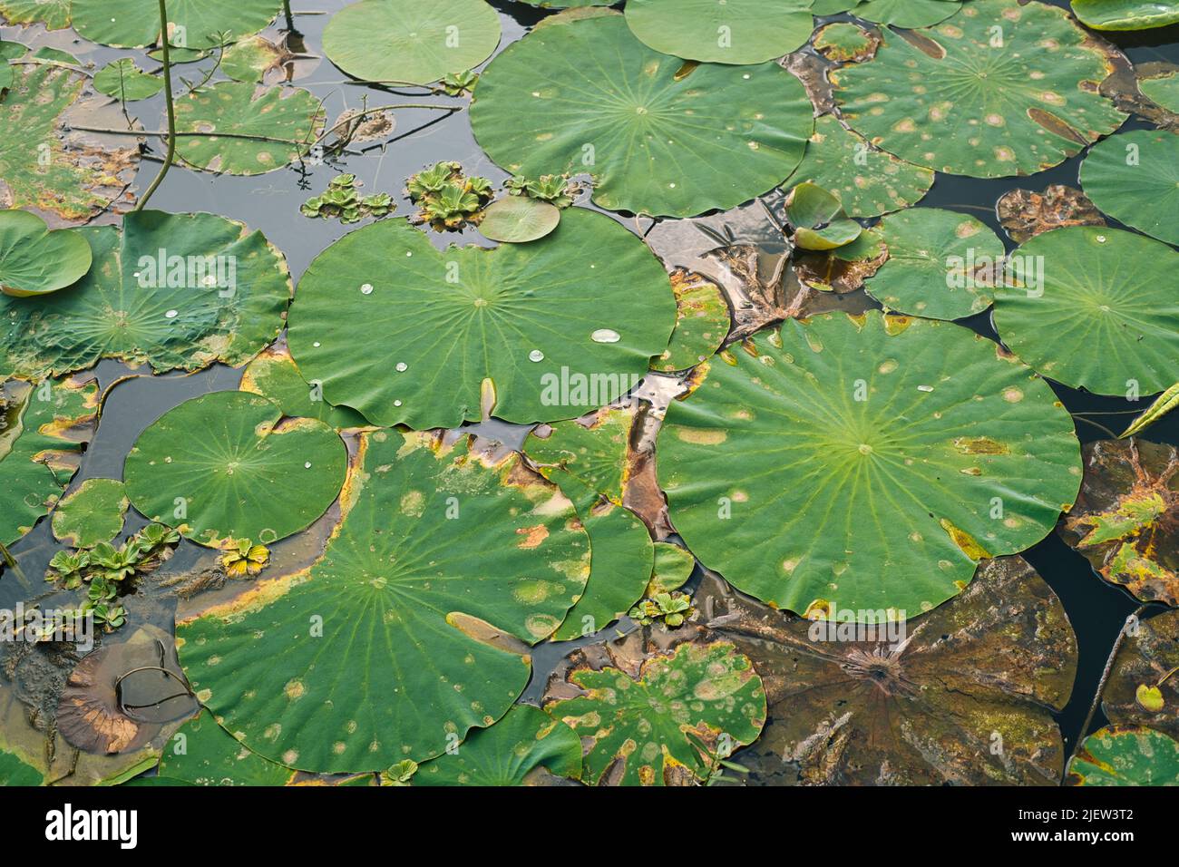 Beautiful Lily Pads at Nagdaha Pond of Lalitpur Nepal Stock Photo - Alamy