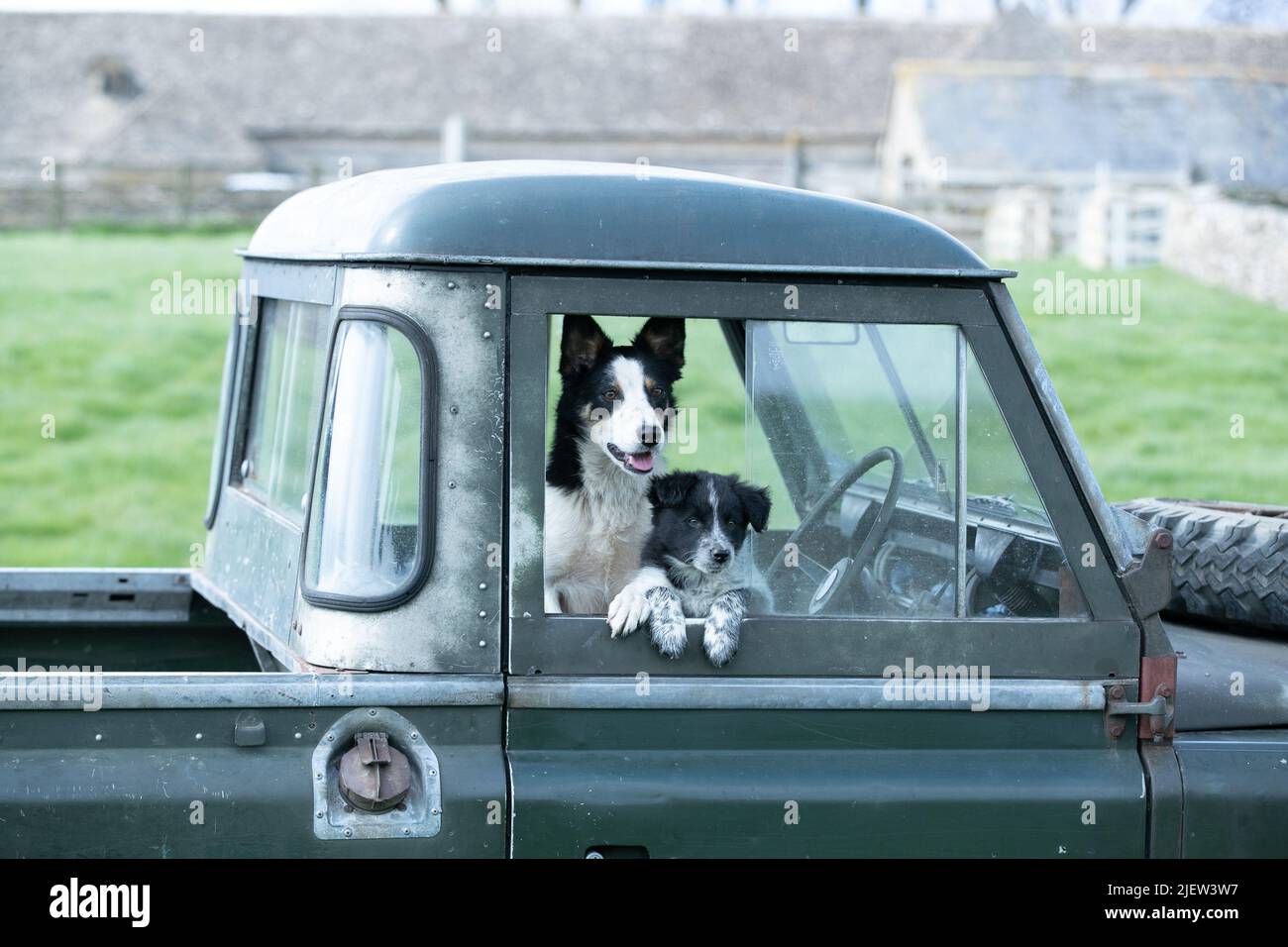 Working Sheepdog and Puppies Stock Photo - Alamy