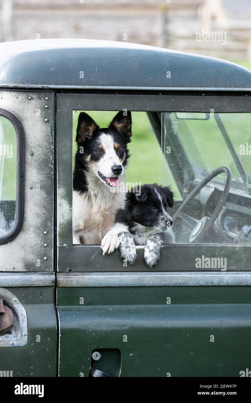 Working Sheepdog and Puppies Stock Photo - Alamy