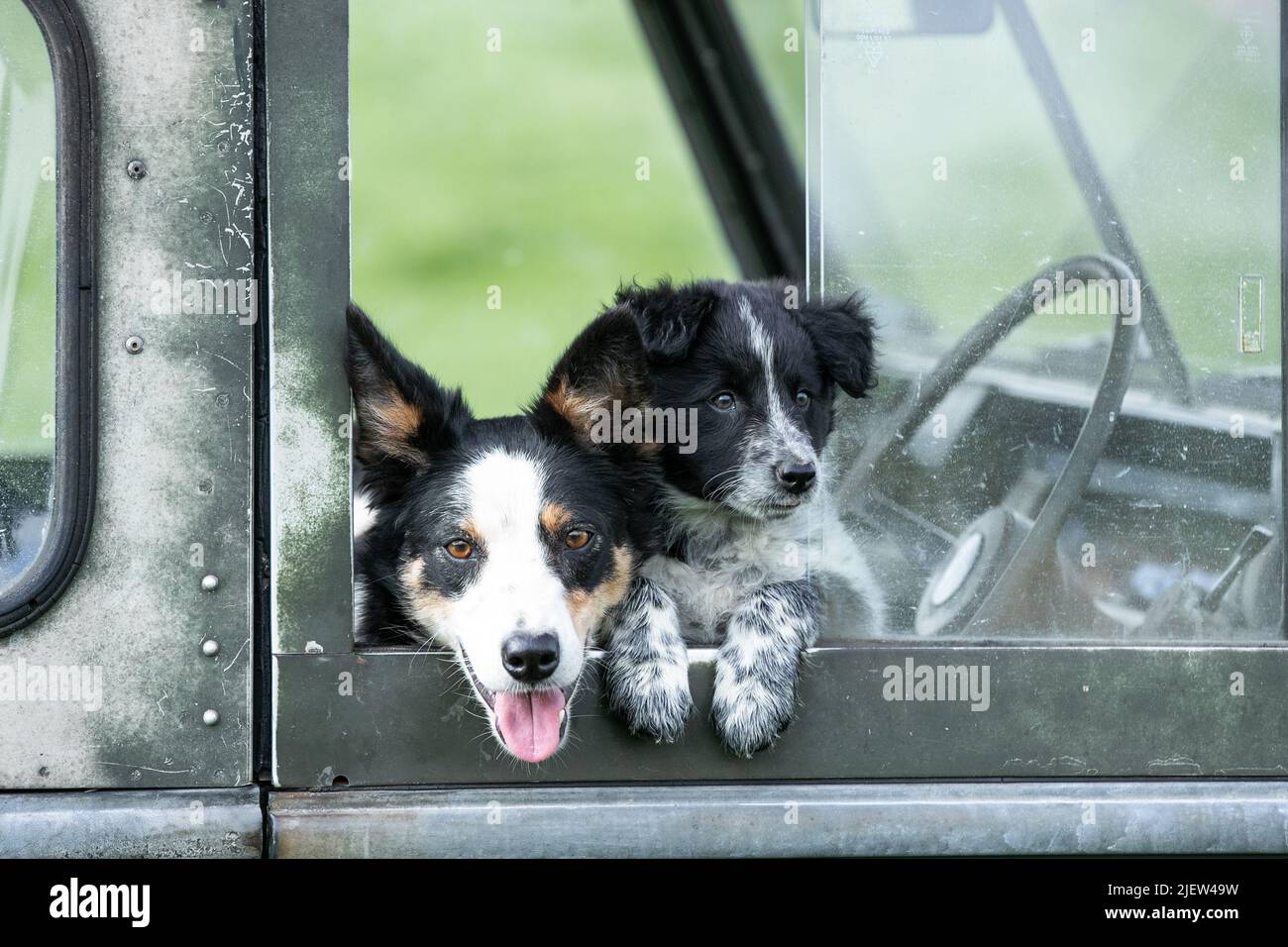 Working Sheepdog and Puppies Stock Photo - Alamy