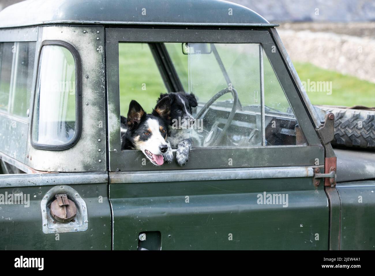 Working Sheepdog and Puppies Stock Photo - Alamy