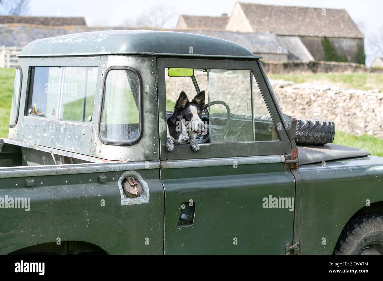 Working Sheepdog and Puppies Stock Photo - Alamy