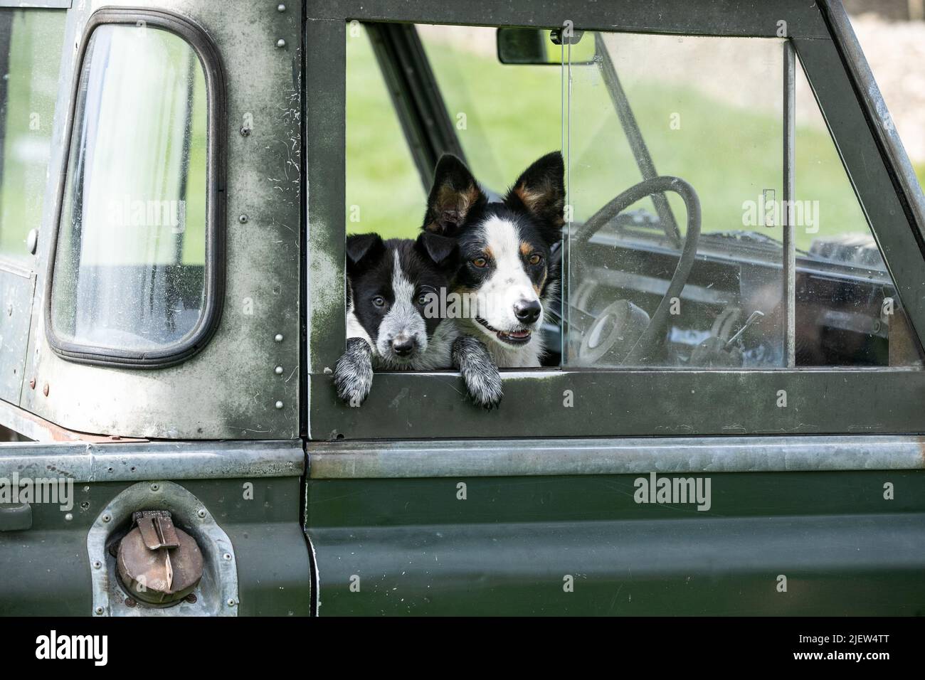 Working Sheepdog and Puppies Stock Photo - Alamy