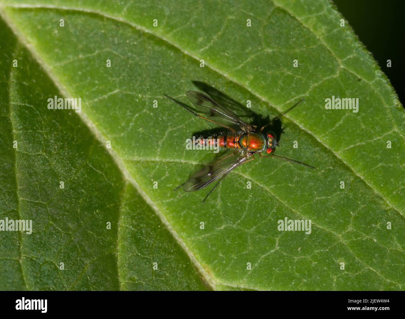 Long legged fly in nature hi-res stock photography and images - Alamy