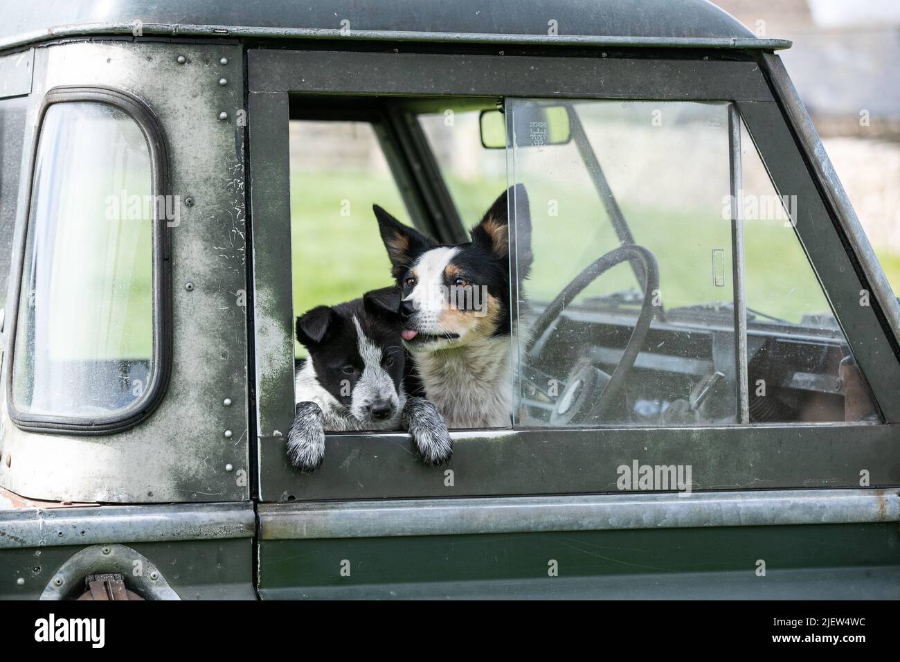 Working Sheepdog and Puppies Stock Photo - Alamy