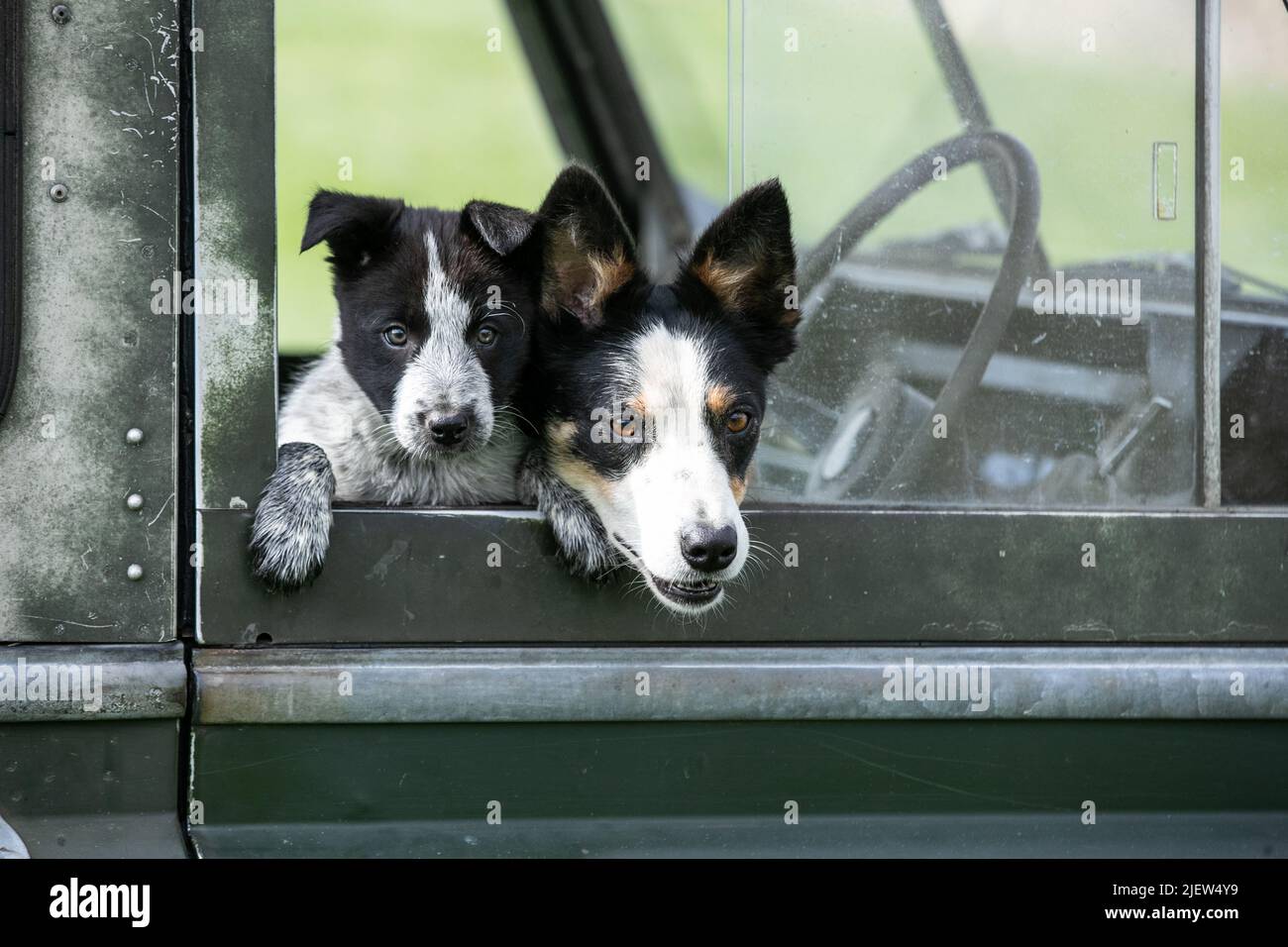 Working Sheepdog and Puppies Stock Photo - Alamy