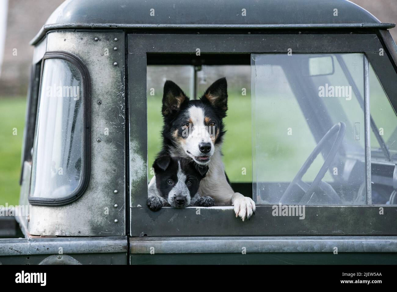 Working Sheepdog and Puppies Stock Photo - Alamy