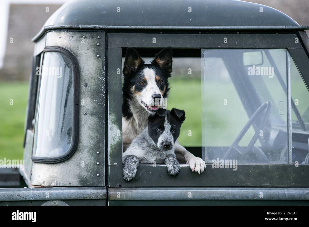 Working Sheepdog and Puppies Stock Photo - Alamy Working Sheepdog and Puppies Stock Photo - Alamy