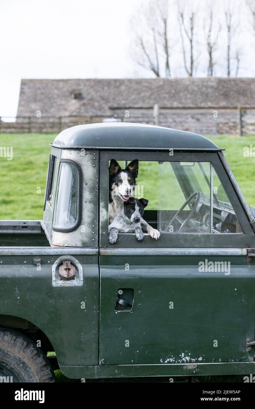 Working Sheepdog and Puppies Stock Photo - Alamy