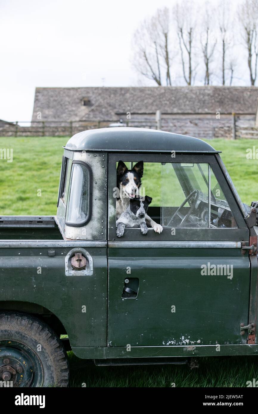 Working Sheepdog and Puppies Stock Photo - Alamy