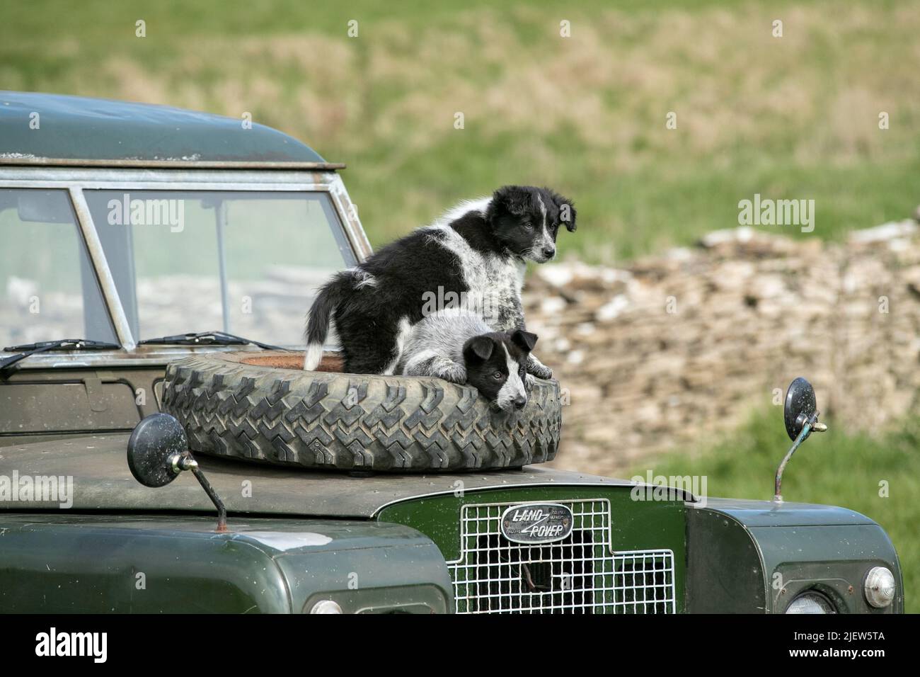 Working Sheepdog and Puppies Stock Photo - Alamy