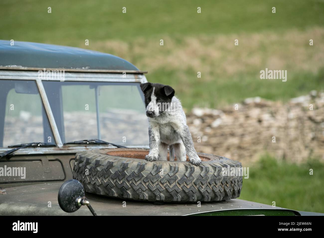 Working Sheepdog and Puppies Stock Photo - Alamy