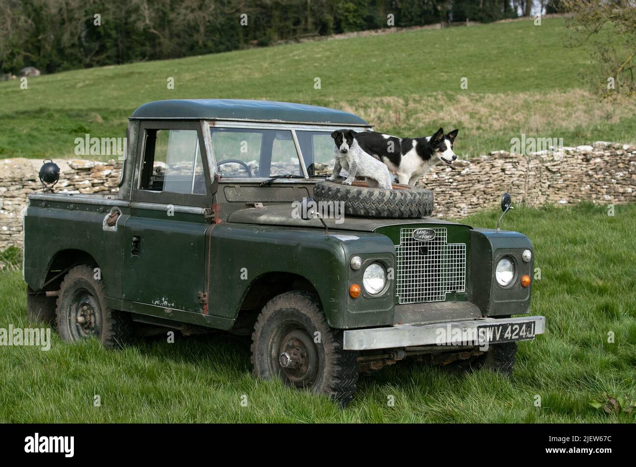 Working Sheepdog and Puppies Stock Photo - Alamy