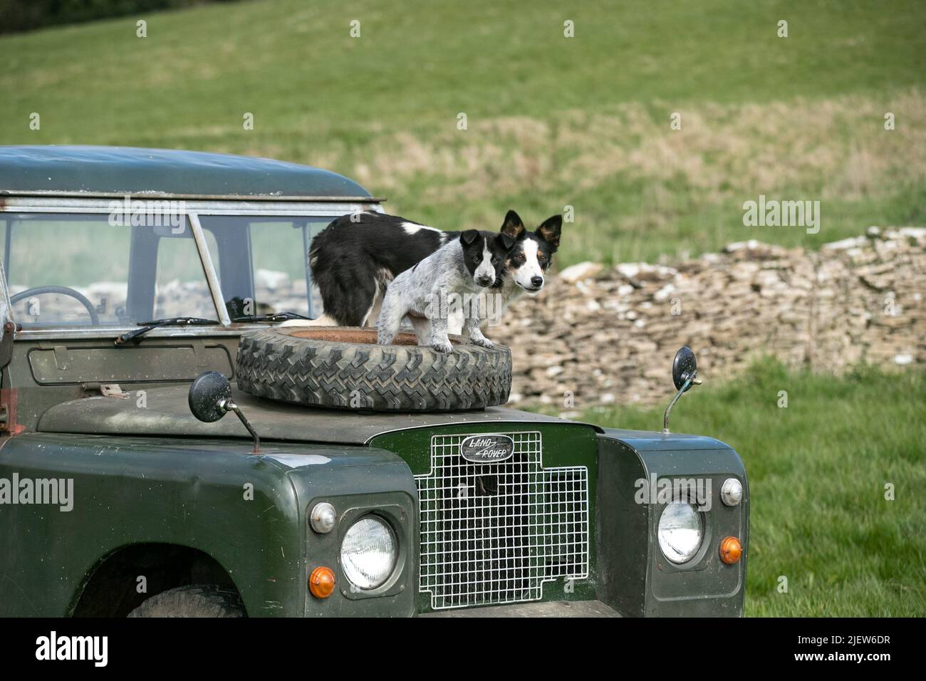 Working Sheepdog and Puppies Stock Photo - Alamy