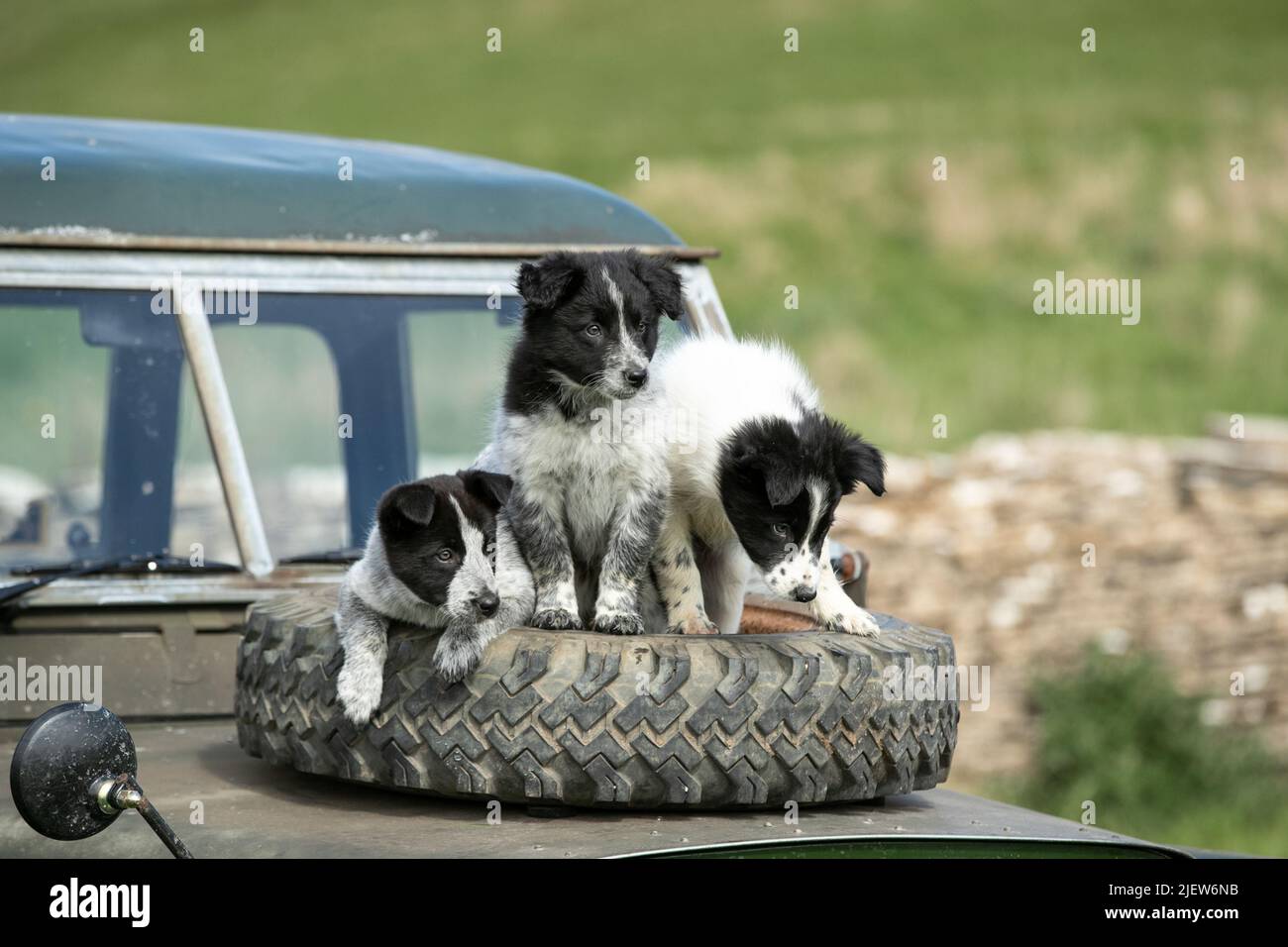 Working Sheepdog and Puppies Stock Photo - Alamy