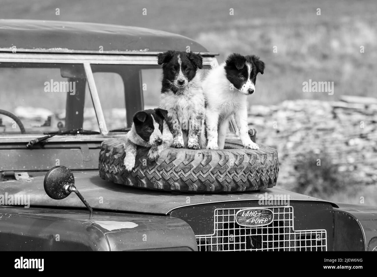 Working Sheepdog and Puppies Stock Photo - Alamy