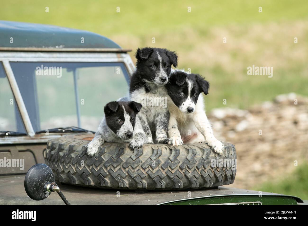 Working Sheepdog and Puppies Stock Photo - Alamy