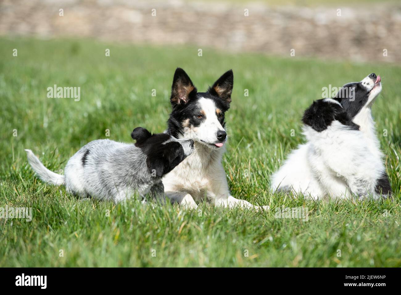 Working Sheepdog and Puppies Stock Photo - Alamy Working Sheepdog and Puppies Stock Photo - Alamy