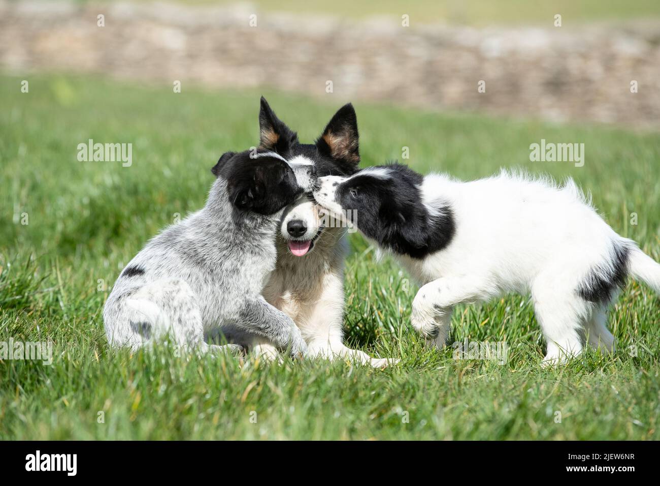 Working Sheepdog and Puppies Stock Photo - Alamy Working Sheepdog and Puppies Stock Photo - Alamy