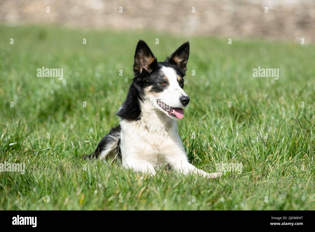 Working Sheepdog and Puppies Stock Photo - Alamy Working Sheepdog and Puppies Stock Photo - Alamy