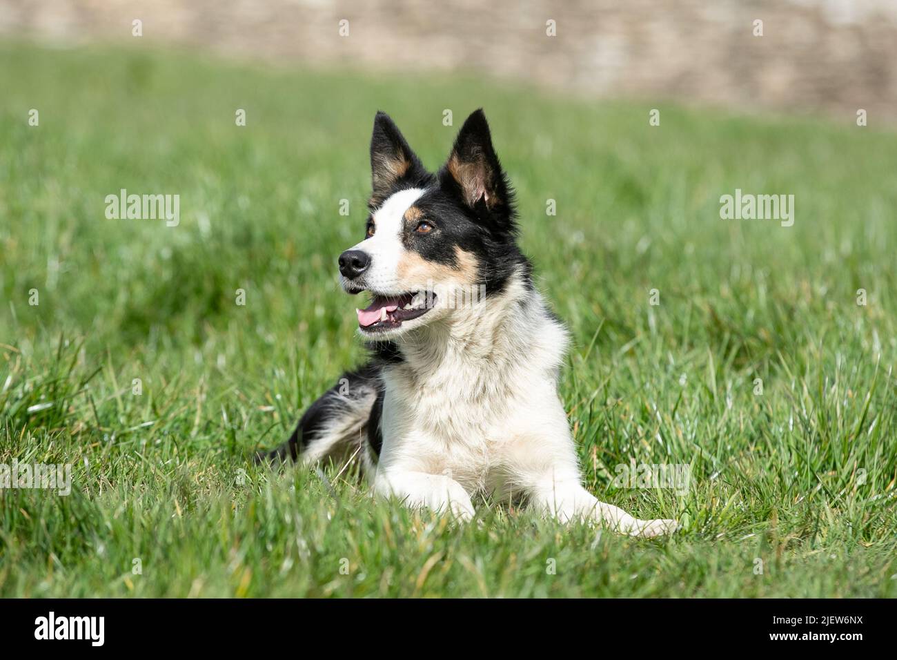 Working Sheepdog and Puppies Stock Photo - Alamy