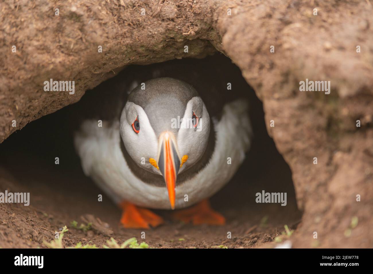 Puffin at entrance to burrow on Skomer Island, Wales, UK Stock Photo ...