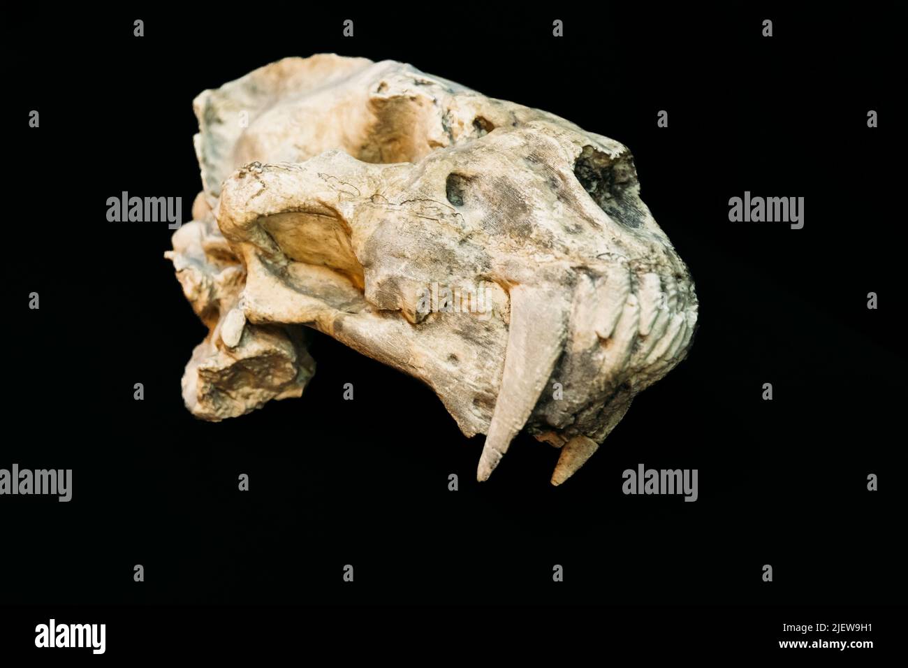 Skull Of Dirk Toothed Cat Megantereon. Skull And Lower Jaw On Black ...