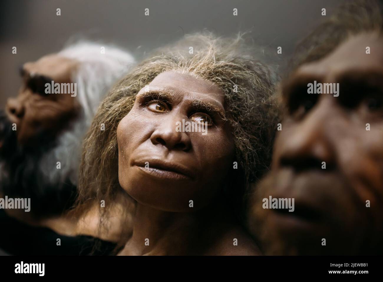 Homo neanderthalensis art hi-res stock photography and images - Alamy