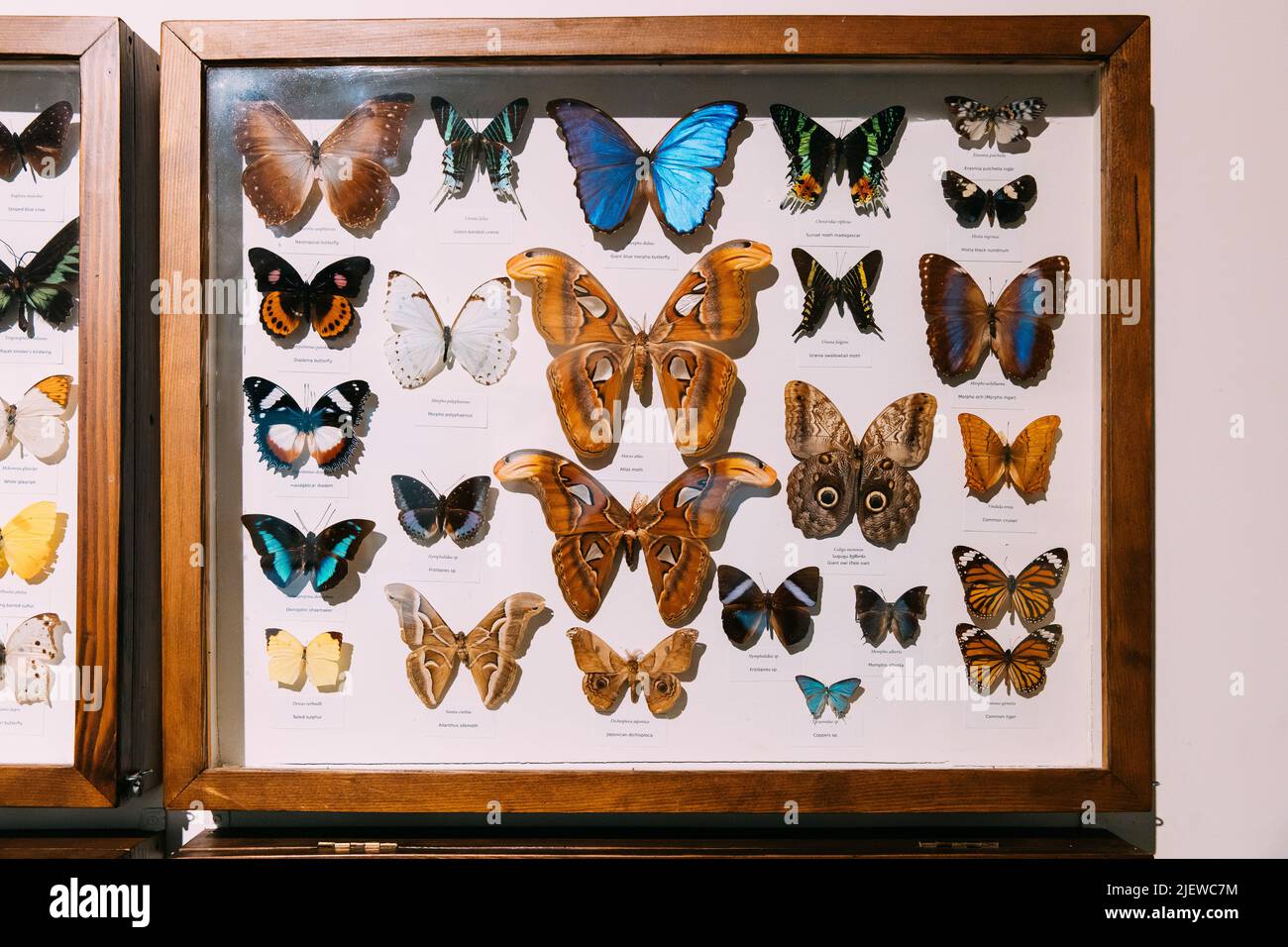 Closeup Entomological Collection Of Butterflies. Collage Of Lepidoptera ...